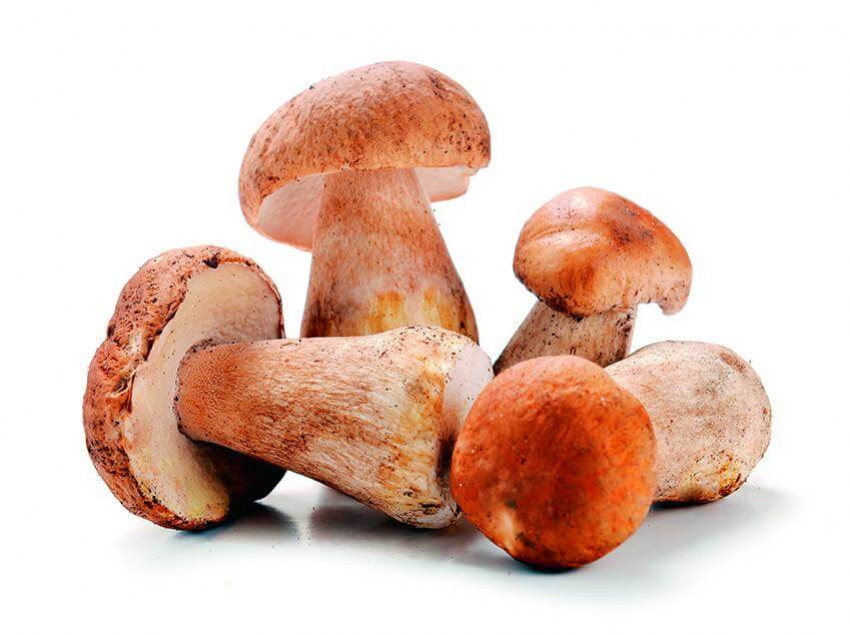 Les Champignons